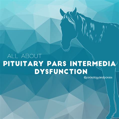 Pituitary Pars Intermedia Dysfunction Pathology And Ponies