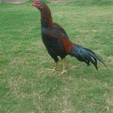 شوق اپنا اپنا