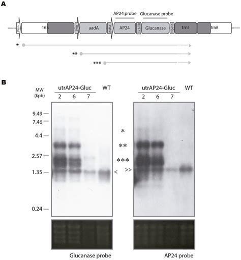 Characterization Of Transcripts Containing The Glucanase And Ap24
