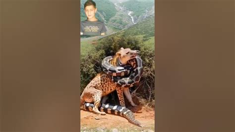 Wild Life Hyena And Python In Forest Youtube Wild Life Hyena And Python In Forest Youtube