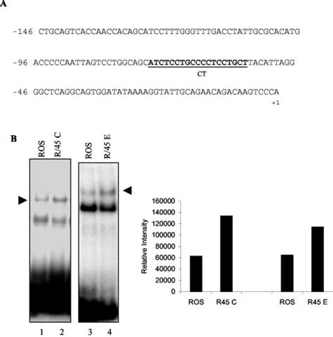 Protein DNA Complexes Assembling On The Rat Osteocalcin Proximal Download Scientific Diagram