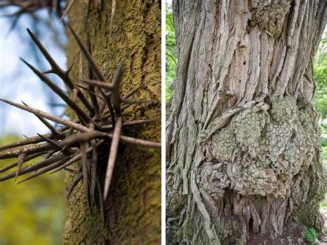 Honey Locust Vs Black Locust Whats The Difference Between Both The