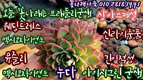 토요일은 꽃나래신상데이 뮤즐리 누다웨딩드레스 브래들리긴잎적성신라이라즈아가 아마빌레 아이시그린멕시코자이언트입고 꽃나래다육 01028181441 유료