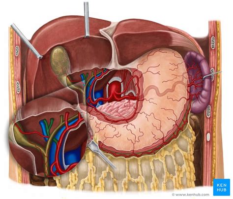 Right Hepatic Artery Anatomy Branches Supply Kenhub