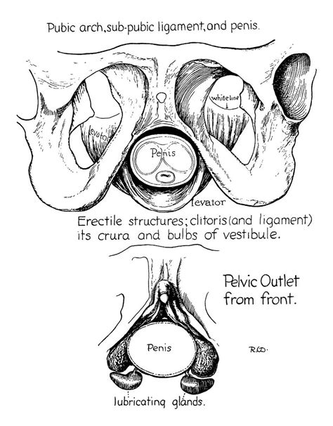 File Human Sex 0312 Wikimedia Commons