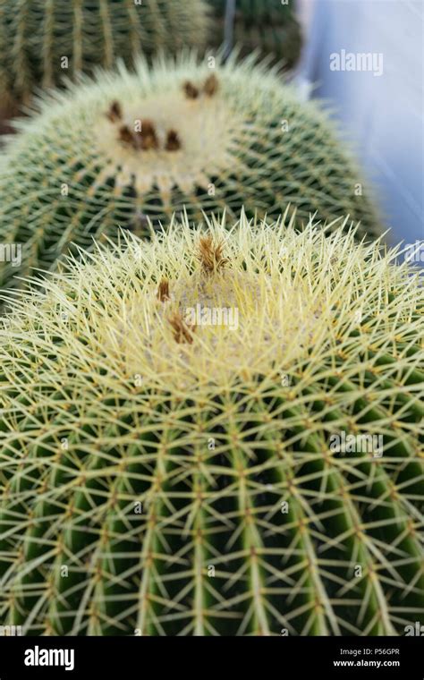 Two Echinocactus Grusonii Close Up Structure View With Spikes Stock