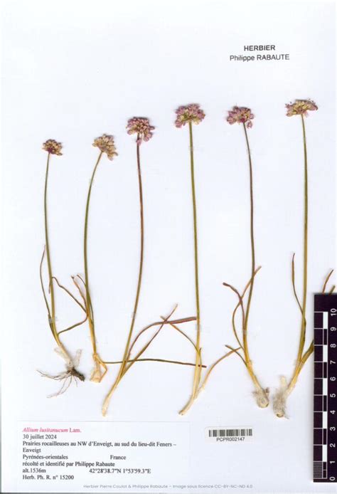 Allium Lusitanicum Lam Société Botanique Doccitanie