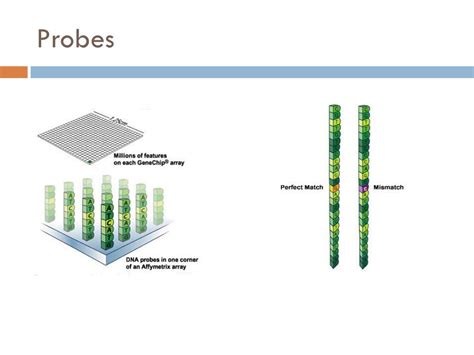 ppt affymetrix genechip array station powerpoint presentation free
