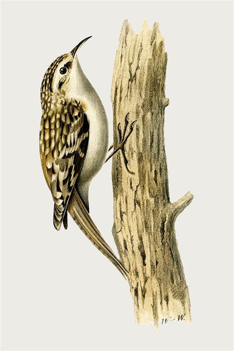 Vector Treecreeper Bird Hand Drawn Premium Vector Illustration Rawpixel