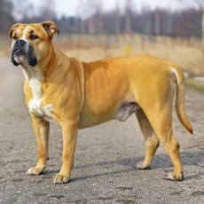 Perros Chatos Razas Adorables De Hocico Corto