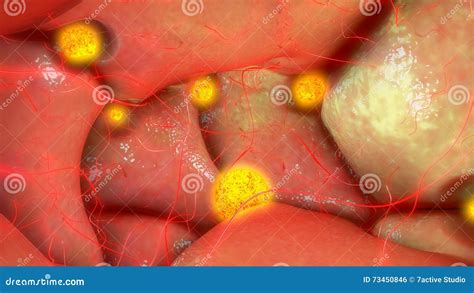 Ovarian Follicles Stock Illustration Illustration Of Ovary 73450846