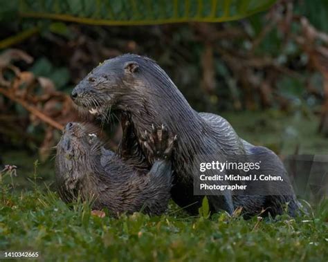 River Otters Playing Photos And Premium High Res Pictures Getty Images