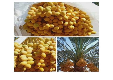 Barhi Dates Agrobest