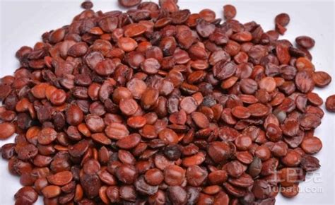 酸枣仁啥样子酸枣仁什么样图片酸枣仁图片第5页大山谷图库 酸枣仁啥样子酸枣仁什么样图片酸枣仁图片第5页大山谷图库