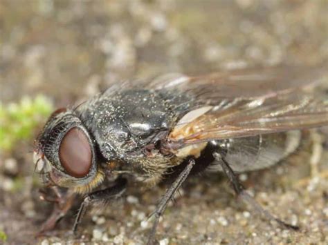 How To Get Rid Of Cluster Flies Pest Control Zone