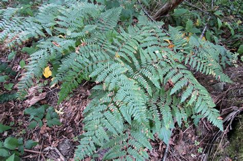 Bracken Fern