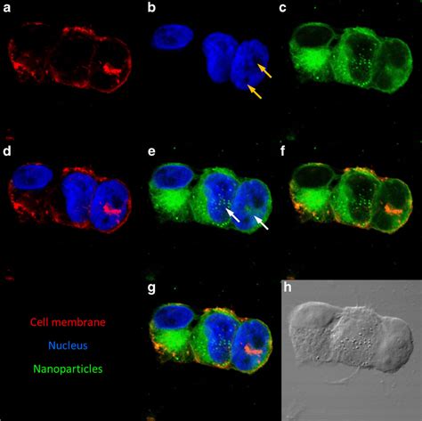 Plga Nanoparticles Can Enter The Nucleus Of Dividing Cells Confocal