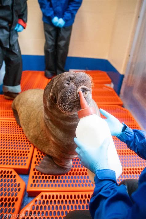 Seaworld Orlando Introduces Orphaned Pacific Walrus Calf