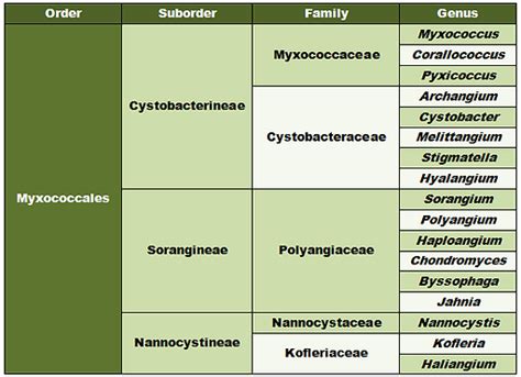 Taxonomy And Phylogeny Myxobacteria