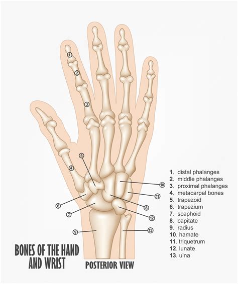 Premium Vector Bones Of The Hand And Wrist Anatomy