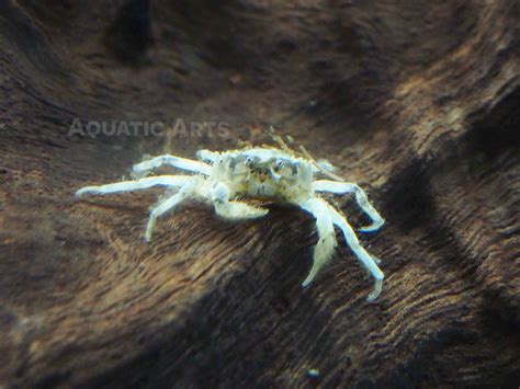 Thai Micro Crabs Aquatic Arts On Sale Today For 2999