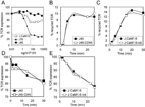 Constitutive TCR Cycling Is Independent Of Functional Ligand Induced Download Scientific