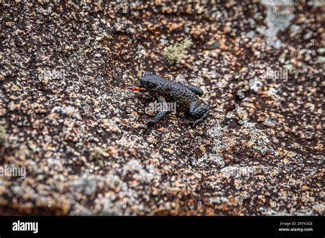 close up of a tiny maldonada redbelly toad an endemic brazilian toad