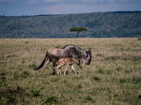 Great Wildebeest Migration Ultimate Month By Month Safari Guide