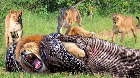 Pythons Are Very Dangerous Giant Pythons Squeeze The Lion King In