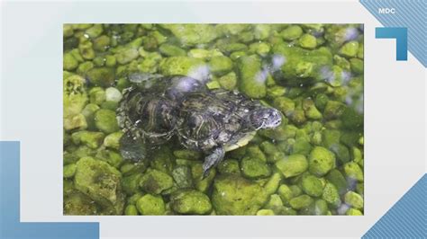 Happy Birthday Peanut How The Missouri Turtle Got Her Unique Shape