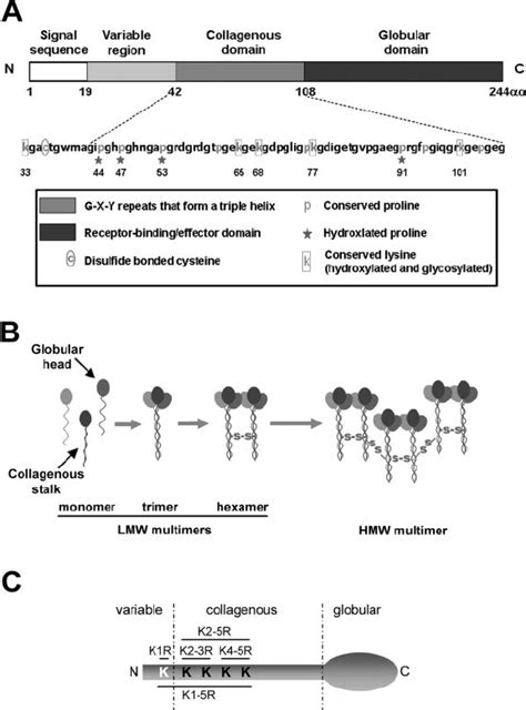 Structure Of Human Adiponectin A Structural Domains Of Human Download Scientific Diagram