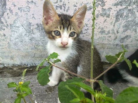 Mpus Lovers Kucing Muntah