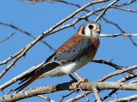 American Kestrel Nestwatch