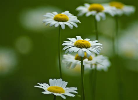 Biology For Non Majors Ii Simple Book Publishing