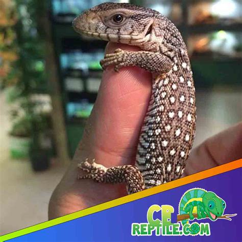 Savannah Monitor Coloring Pages [2025]