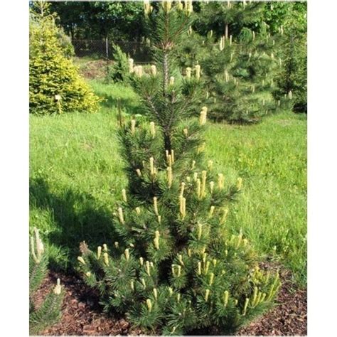 Mountain Pine Pal Maleter C20 Pušis Kalninė Pines Conifers Eshop