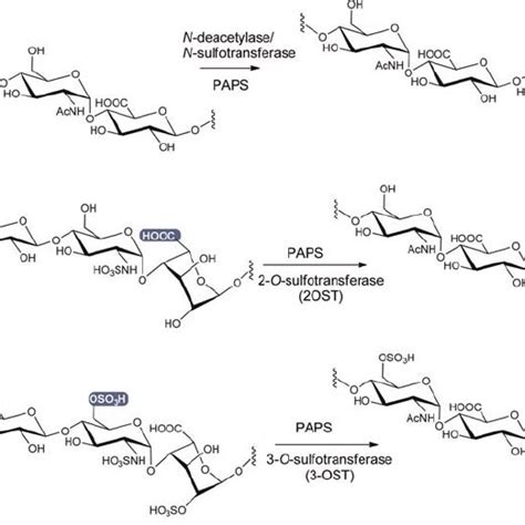 Synthetic Scheme Of Hexasaccharide 1 Download Scientific Diagram