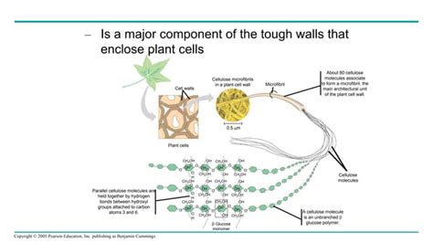 Module I 6 Structure And Function Of Macromolecules Ppt