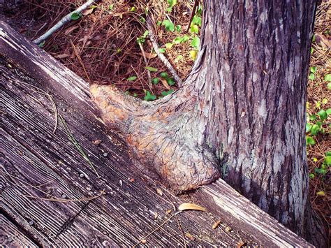 Tree Bondage By Secret Photos On Deviantart