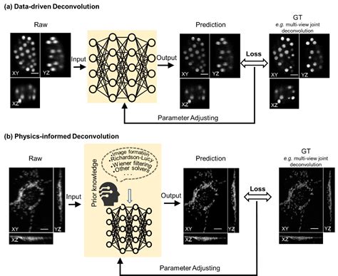 6 Image Restoration Ai In Microscopy A Bioimaging Guide