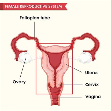 Types Of Hysterectomy GAURI Urogynecology Clinic
