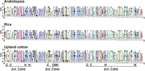 Indeterminate Id Domain Sequence Logos Alignment Of Arabidopsis