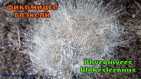 Фикомицес Блэксли | Phycomyces blakesleeanus - YouTube