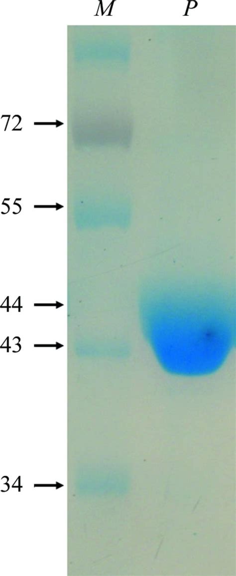 Iucr Crystallization And Preliminary X Ray Crystallographic Analysis
