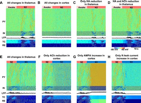 Figures And Data In Cellular And Neurochemical Basis Of Sleep Stages In