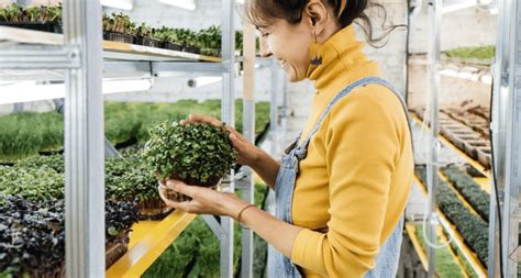 How To Start A Microgreen Business Step By Step Guide