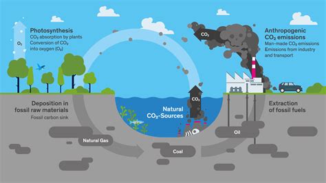 What Does The Diagram Of The Co2 O2 Cycle Illustrate Calvin Cycle