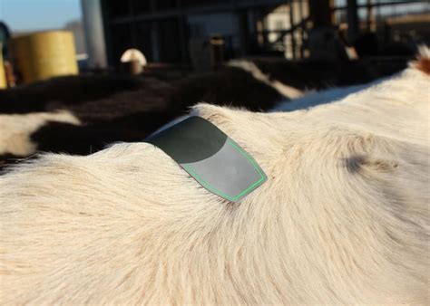 Three Ways To Maximize Estrus Detection For Dairy Herds Bovine Veterinarian