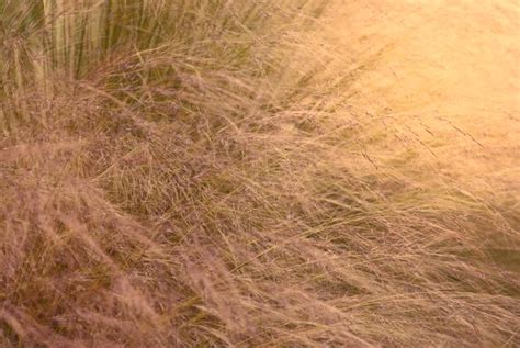 Premium Photo Full Frame Shot Of Grass