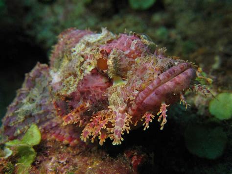 9 Marine Creatures That Should Command A Scuba Divers Attention